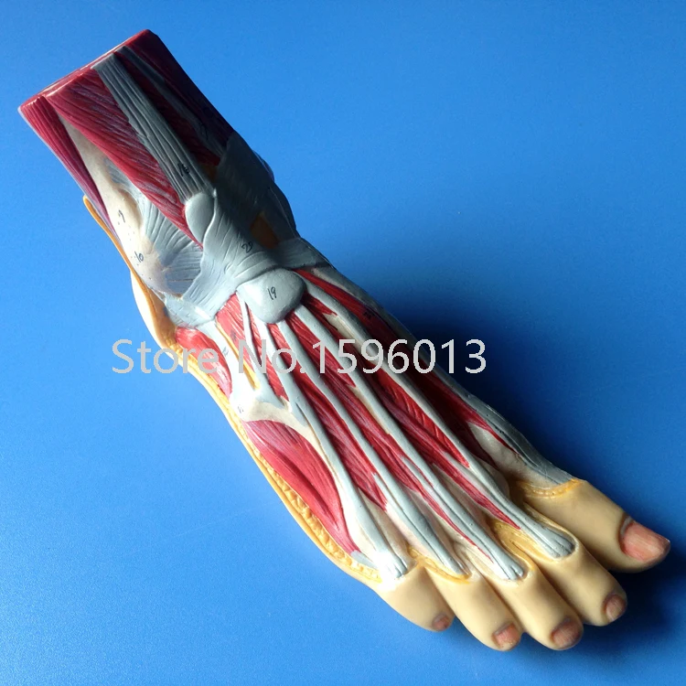 Foot-Anatomy-Model-Plantar-dissection-model-Anatomical-Foot-Model.jpg