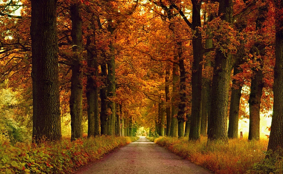 20 Reason To Fall In Love With Fall | The Odyssey Online