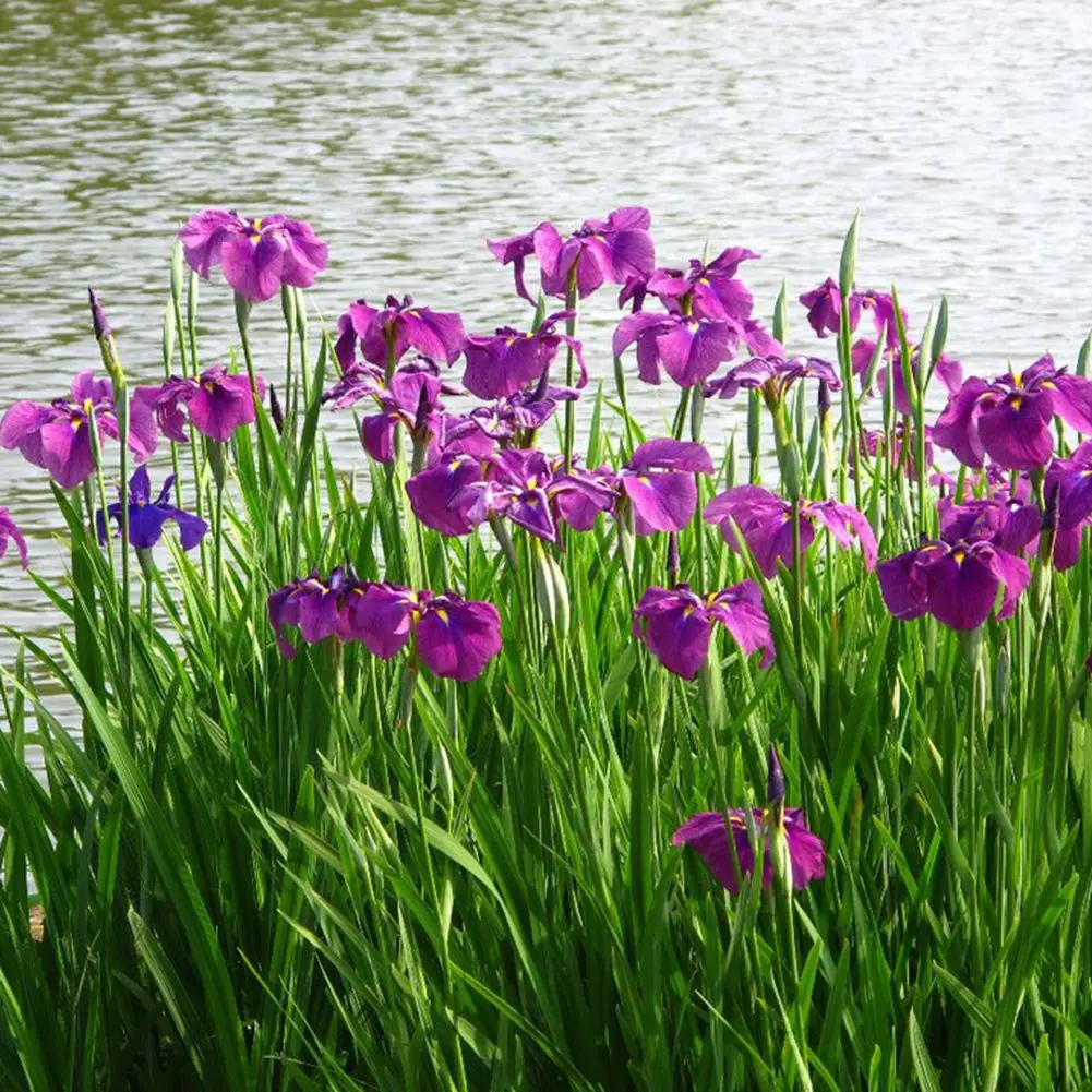50 Sweet Flag Wetland Pond Grass Acorus Calamus Ornamental Seeds In Bonsai From Home And Garden On