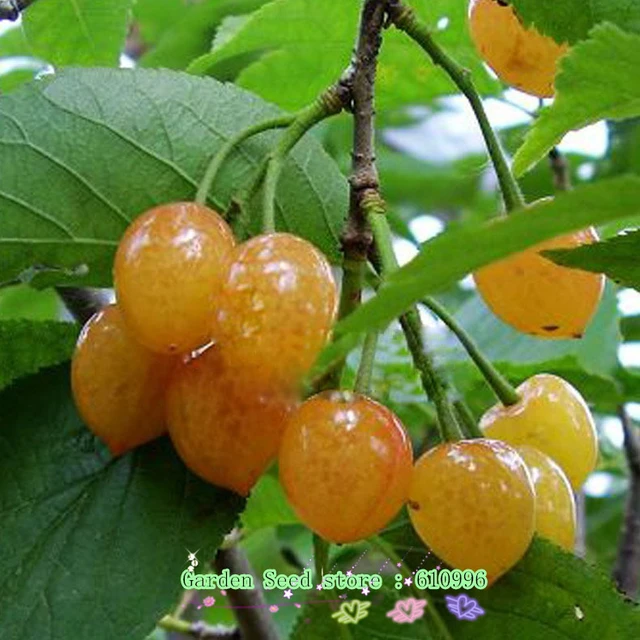 Bibit Pohon Ceri