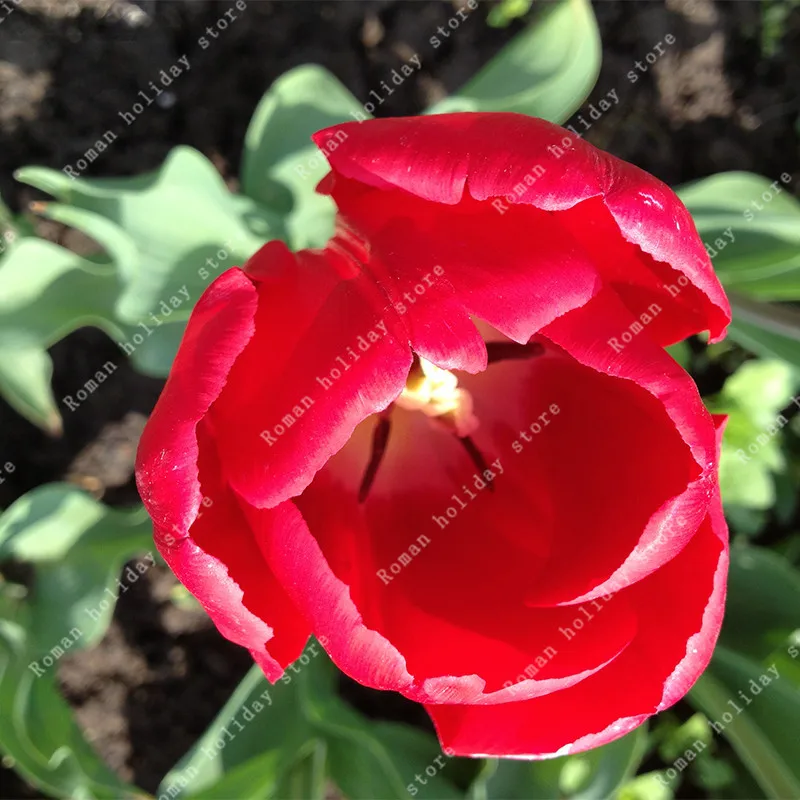 1pc Real Red Flower Bulbs Tulip Bulbs Beautiful Pretty Special ...