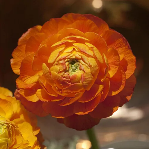 Multi-Color Ranunculus Asiaticus Flower Seeds, 100pcs/pack ...