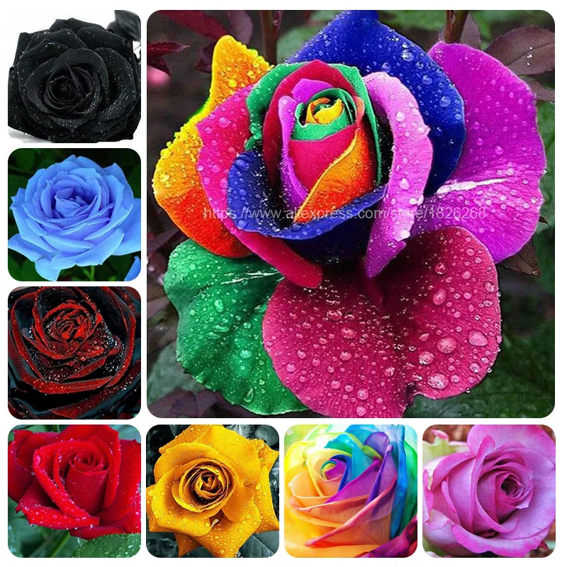 100 pcs Rare Holland Rainbow Rose Flower bonsai 24 color rainbow Rose ...