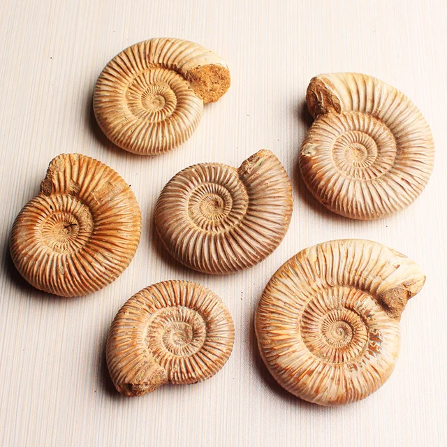 fossil: 1PCS Natural shell fossil pendulum specimen stone crystal raw ...