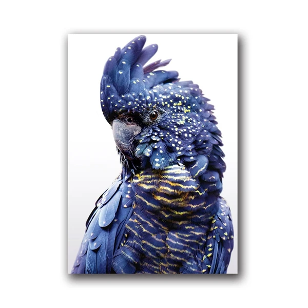 Blue Cockatoo