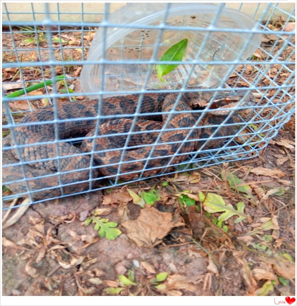 Best Sell High Quality Snake trap/ King Cobra trap/Cobra cage/live ...