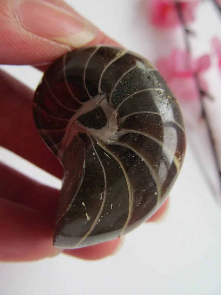 34g Natural Pearly Nautilus Ore Crystal Conch Specimens Healing Unique ...