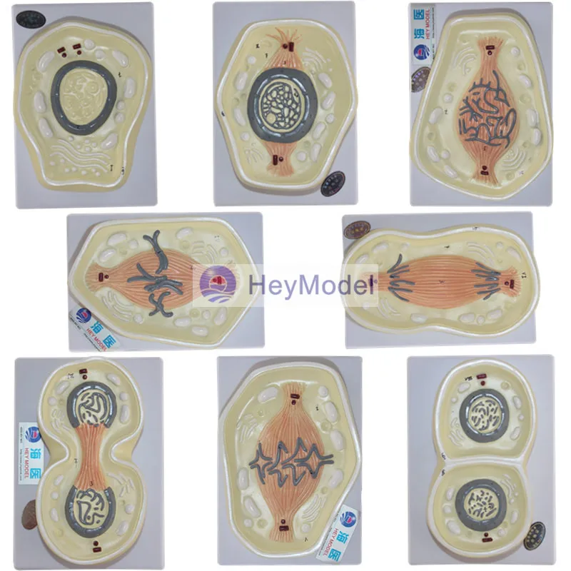 HeyModel 세포 분열증 처리 모델|mitosis|processing - AliExpress
