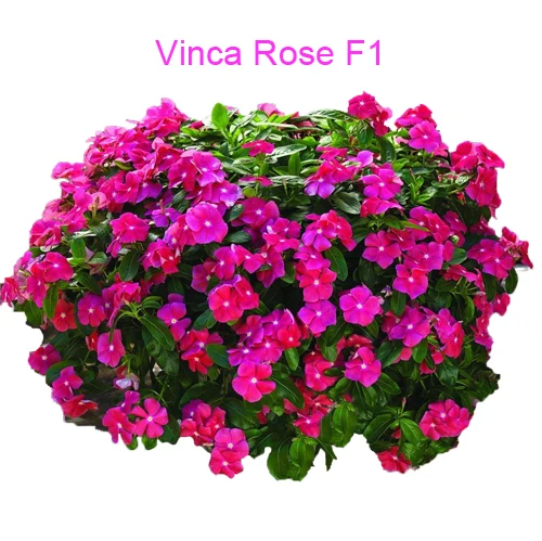 Outdoor & Gardening Home & Living 50 Pcs Vinca Periwinkle Mix ...
