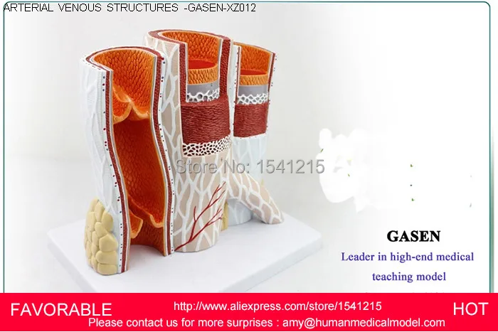 ARTERIOVENOUS MODEL,ARTERY VEIN MODEL,VASCULAR ANATOMY MODEL,BLOOD ...