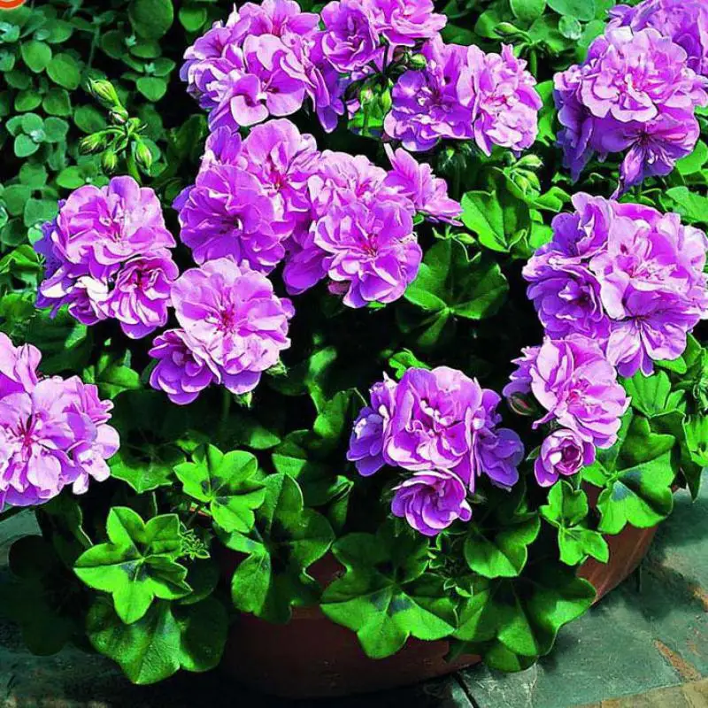 20 Pcs Purple Geranium Plants Perennial Flower Pelargonium Peltatum Diy ...
