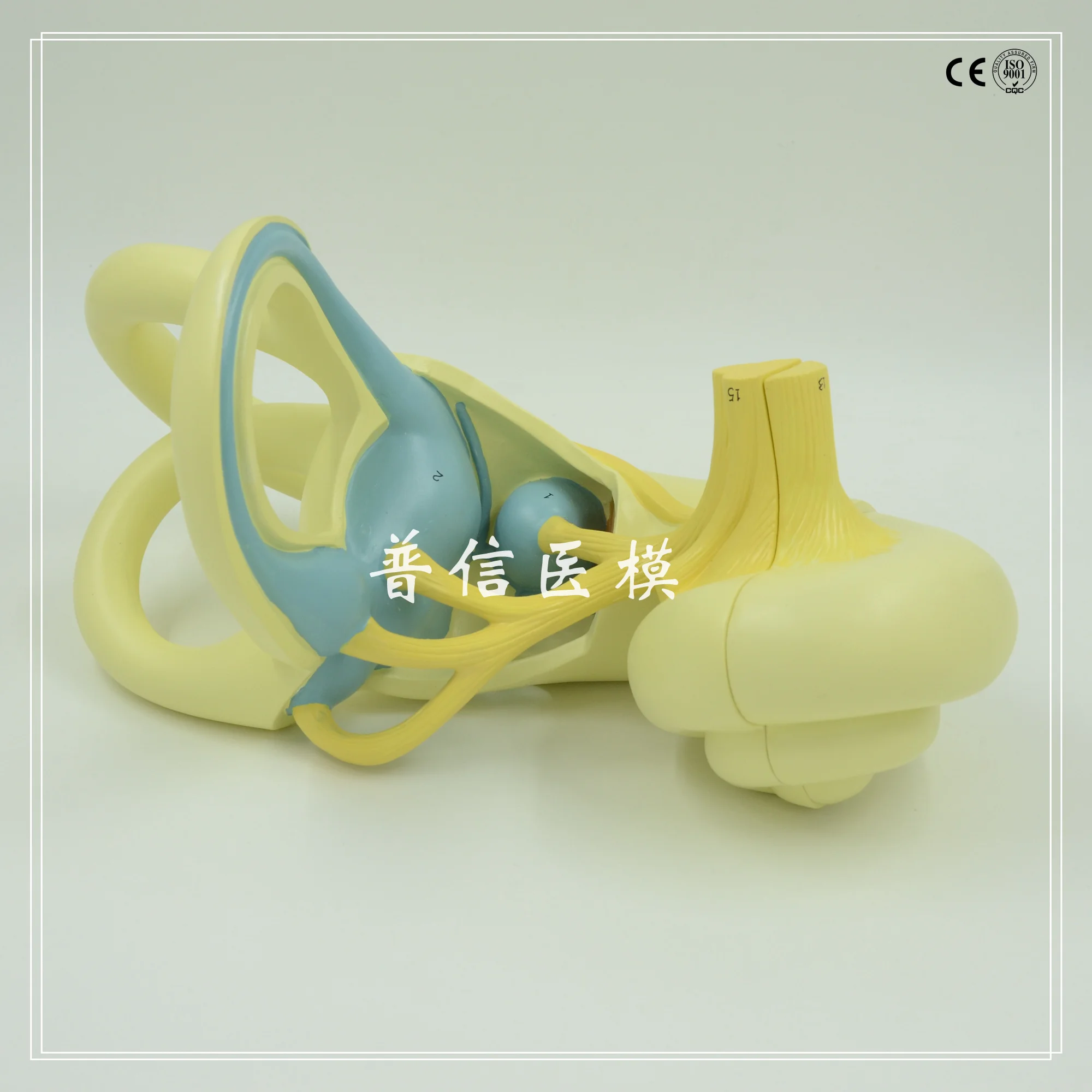 18X Enlarge Inner Ear Labyrinth Model Human Anatomical Magnify Inner ...