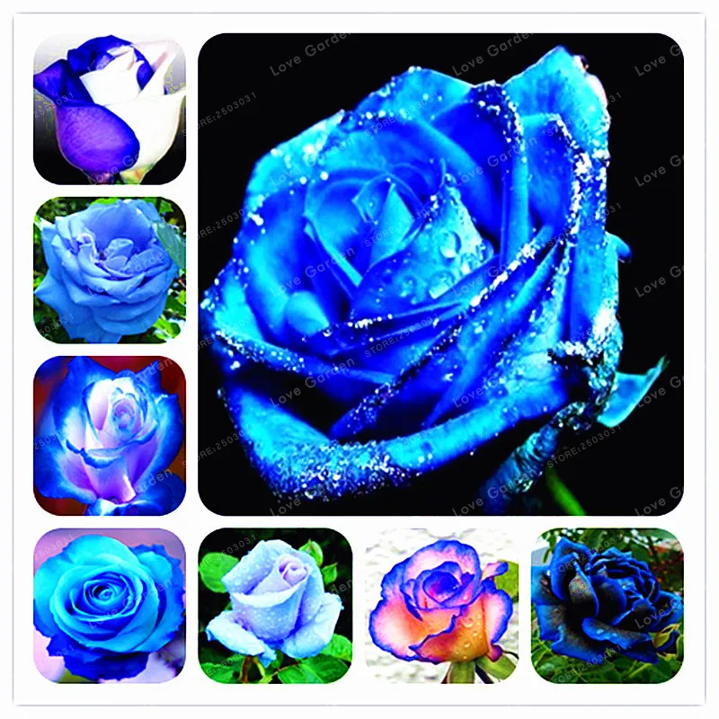 Rare Blue Rose Flowers Seeds Perennial Plant Flowers Beautiful Bonsai ...