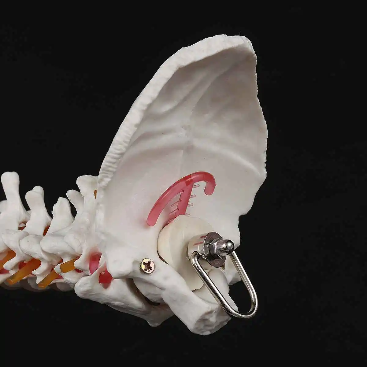 73cm Life Size Flexible Chiropractic Human Spine Anatomical Anatomy ...