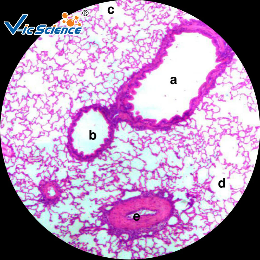Medical Human Histology Microscope Prepared Teaching Slides(100kinds ...