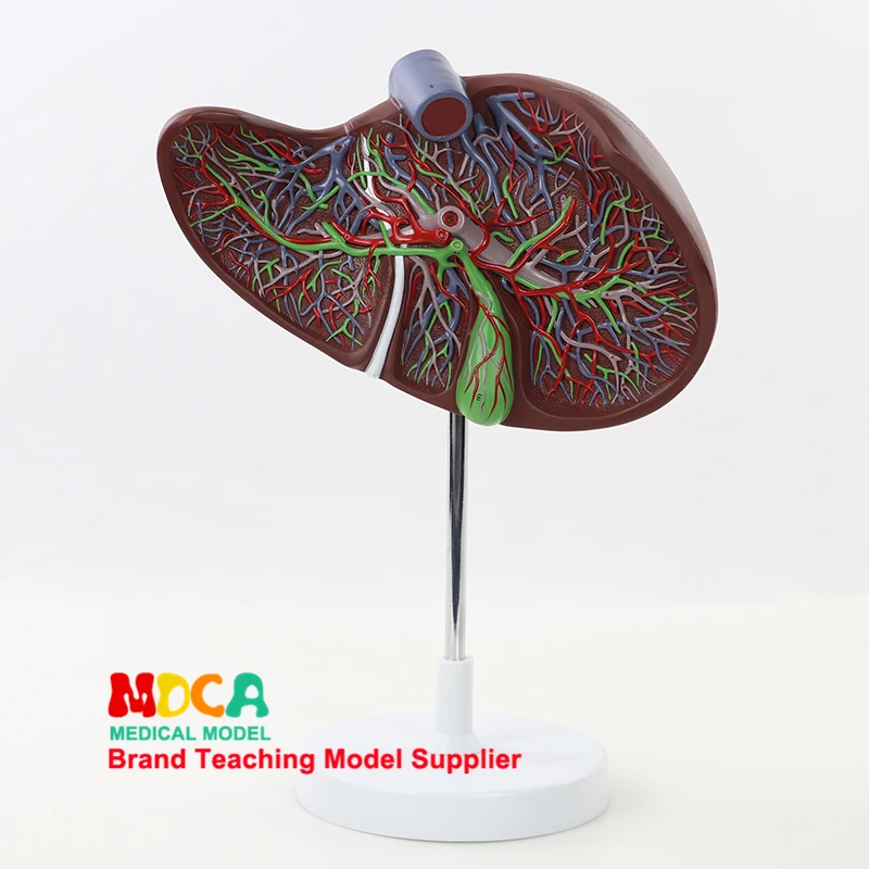 Human-Liver-Anatomical-Model-Life-Size-Liver-Anatomy-Model-for-Medical ...