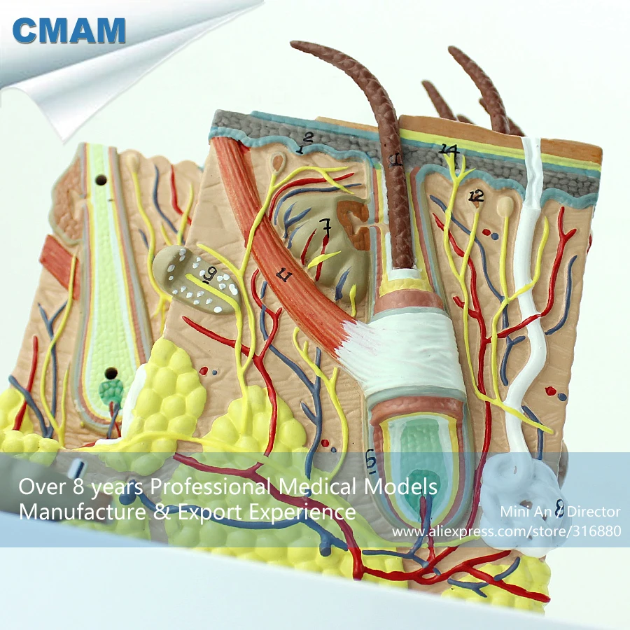 12531 CMAM-SKIN02 Anatomical Human Skin Cross Section Block Model 35x ...