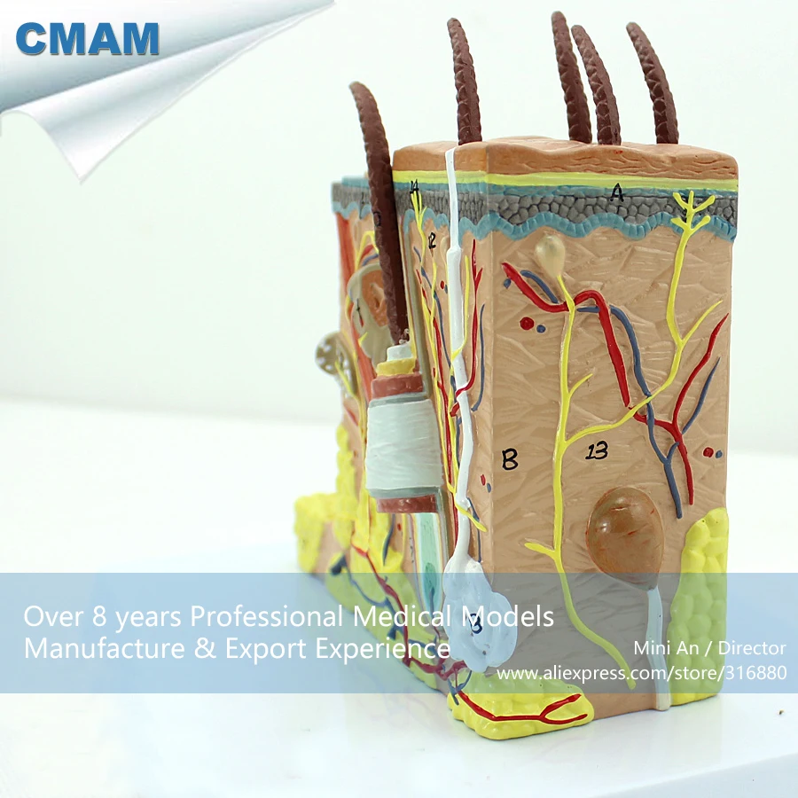 12531 CMAM-SKIN02 Anatomical Human Skin Cross Section Block Model 35x ...
