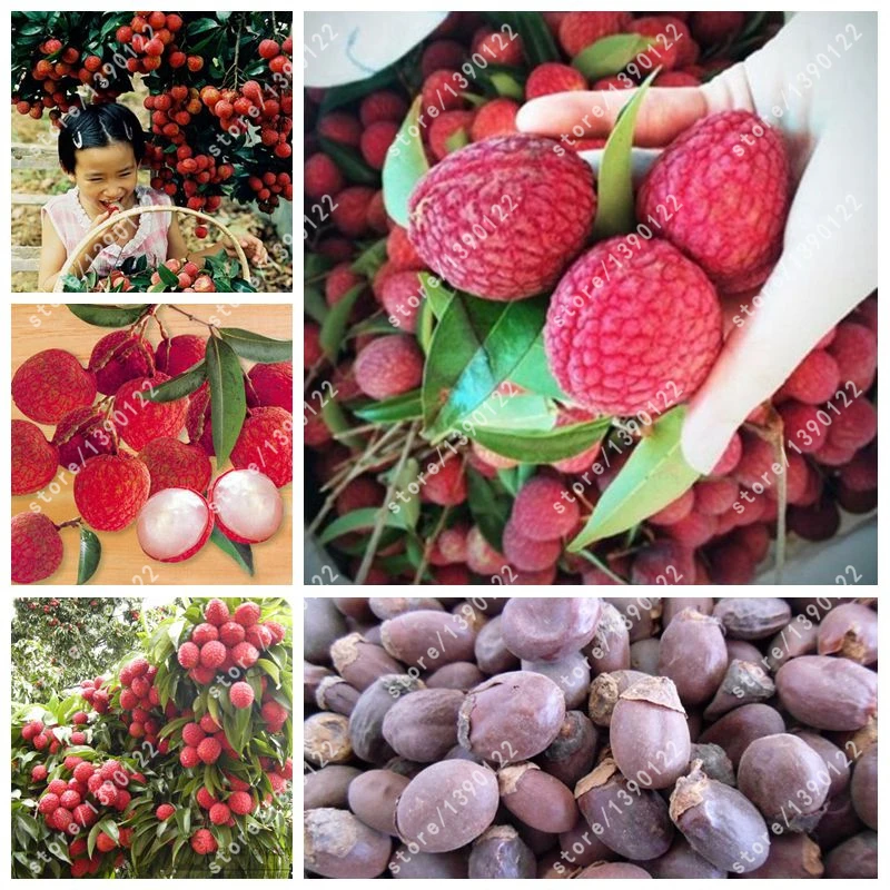 10pcs/bag litchi tree Lychee Lychy litchi seeds Leechee Fruit Seeds ...
