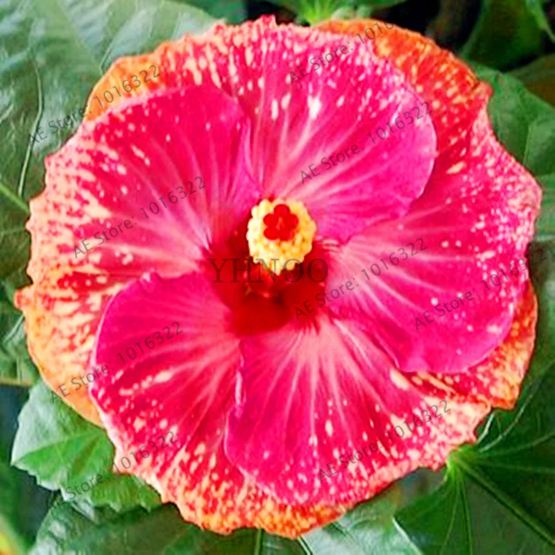 100 шт./пакет гибискуса карликовые деревья, 24 видов цвет, Корпус ...