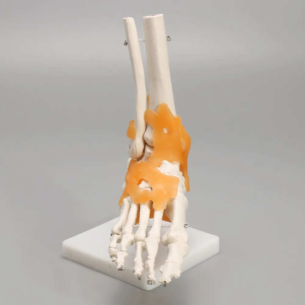 Human 1:1 Skeleton Ligament Foot Ankle Joint Anatomi cal Anatomy ...