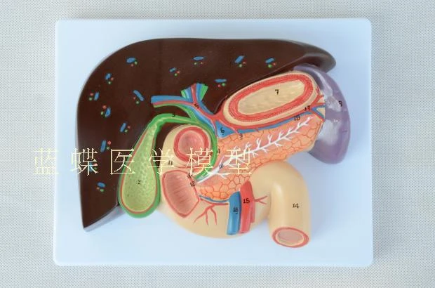 Gallbladder Model Labeled