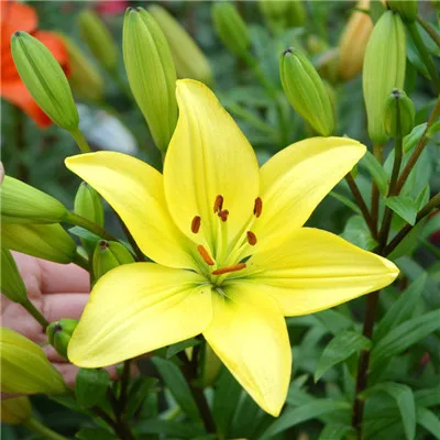 Rare Multi-Color Lily Flower Seeds 100pcs/pack – GreenSeedGarden