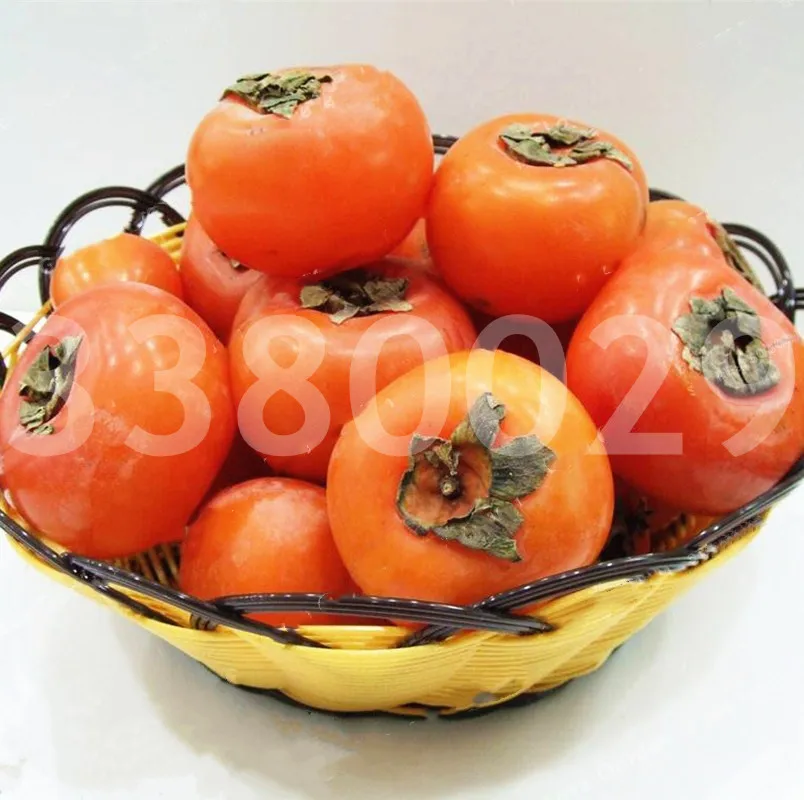 10pcs Dwarf persimmon bonsai plants Ebenaceae bonsai tree Diospyros ...
