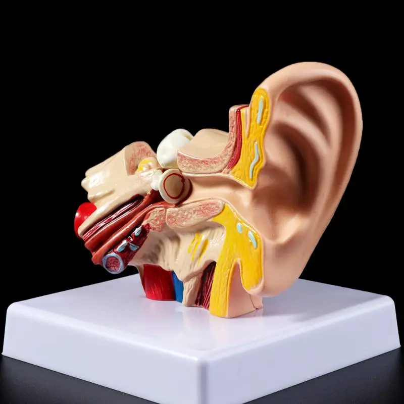 Medical Props Model 1.5 Times Life Size Human Ear Anatomy Model ...