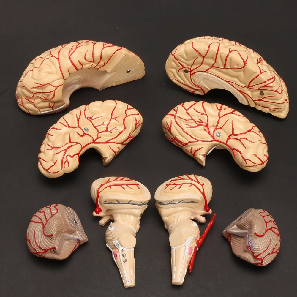 Human Life Size brain anatomy model Medical Set 8 Parts Budget Brain ...