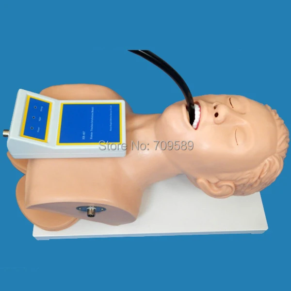 Vivid-Adult-Intubation-Head-Intubation-trainer-Tracheal-Intubation ...