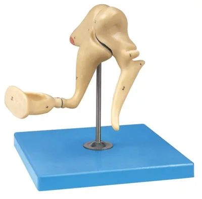 otosteon Zoom model malleus incus stapes|stape| - AliExpress