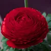 Multi-Color Ranunculus Asiaticus Flower Seeds, 100pcs/pack ...