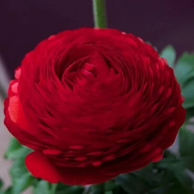 Multi-Color Ranunculus Asiaticus Flower Seeds, 100pcs/pack ...