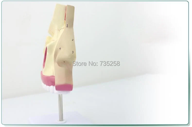 Nasal Anatomy Model,Nasal Structure Model,Nose Model,Nasal Bone - buy ...