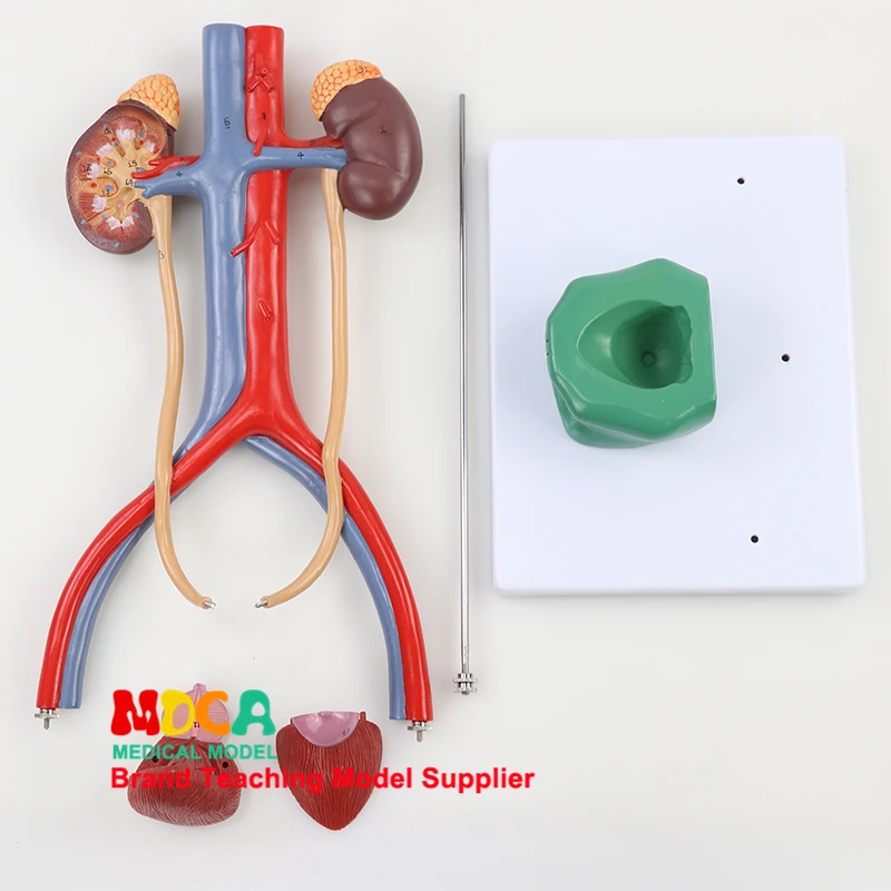 How To Make A Kidney Model