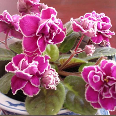 Hot Sale Red Violet Flower 100pcs/Pack – GreenSeedGarden