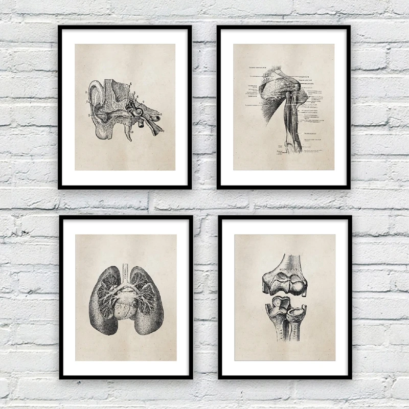 Human Anatomy Canvas Art Prints Vintage Poster , Medical Anatomy ...