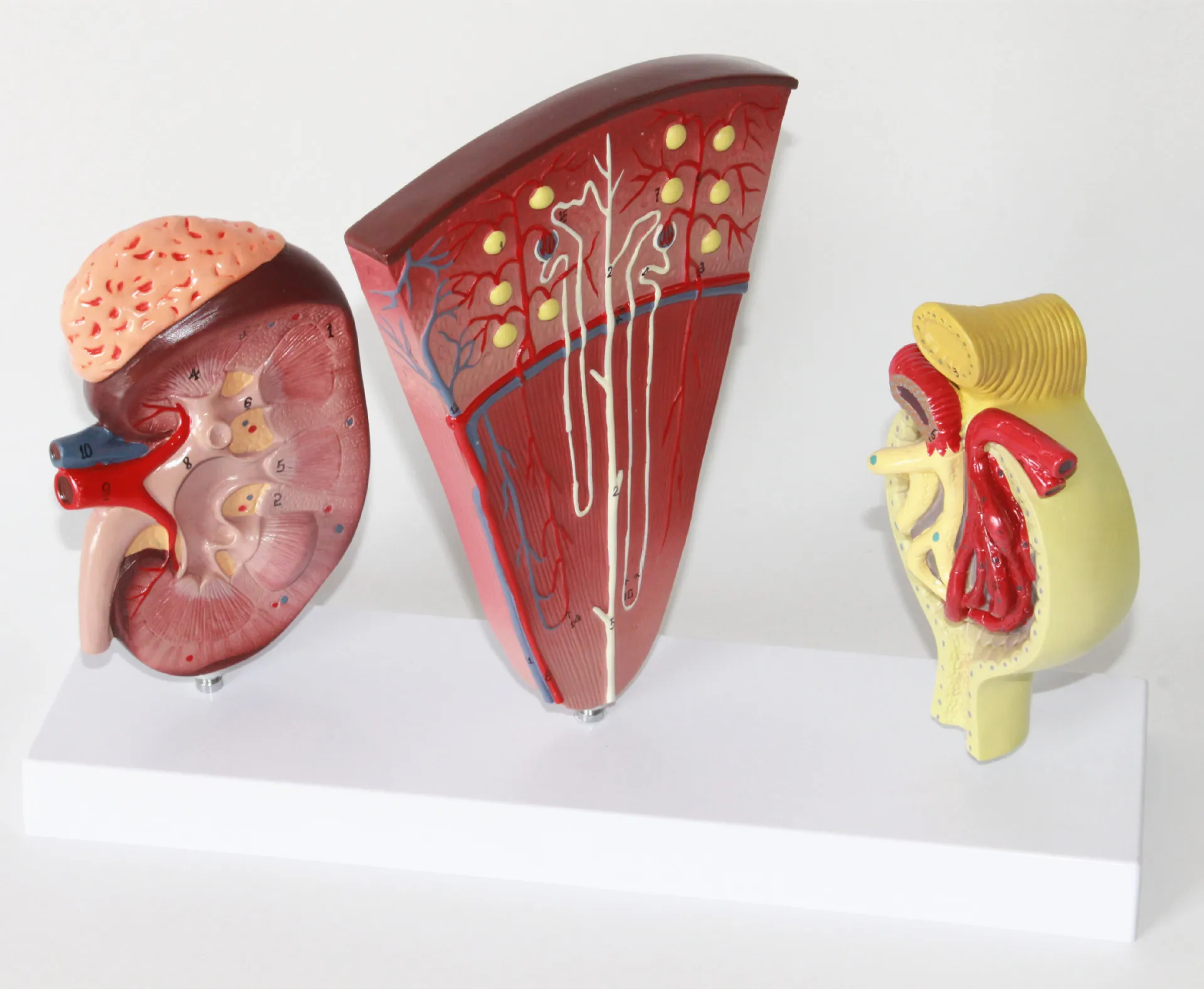 11 실물 크기 신장 및 소변 시스템 모델 부신 글 랜드 네프론 모델 Glomerular 신장 해부학 모델 신장 단면교육장비
