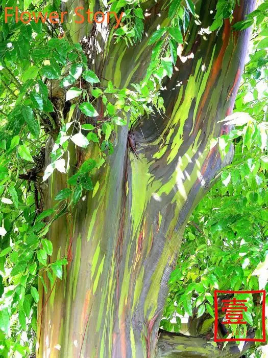 Rainbow Eucalyptus Bonsai Tree