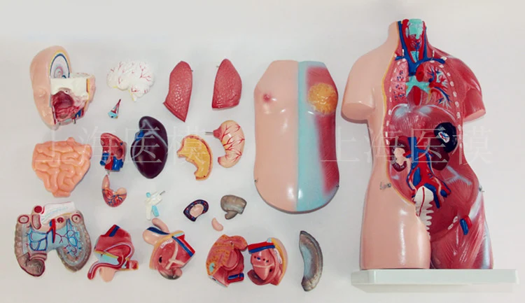 45CM uniex human Torso human anatomical structure model internal organ ... 45CM uniex human Torso human anatomical structure model internal organ ...