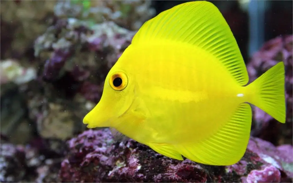 Online Buy Wholesale yellow tropical fish from China yellow tropical ...
