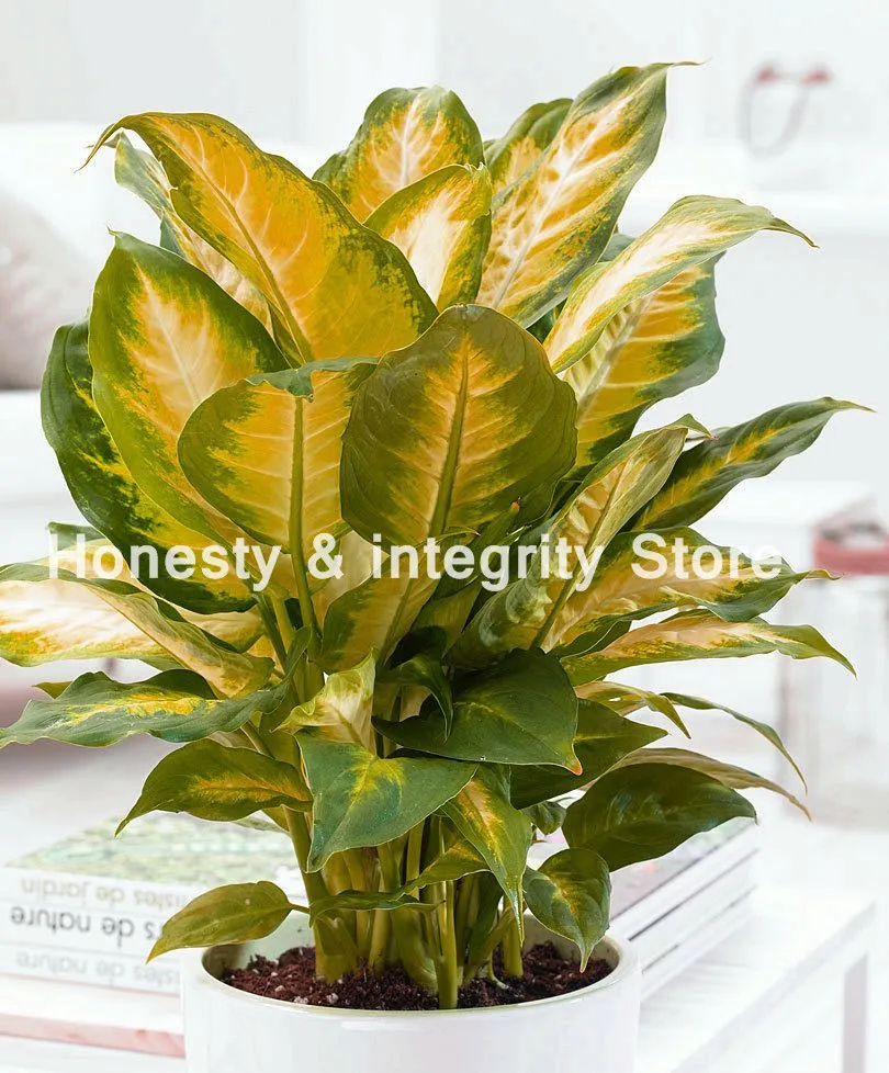 100 Pcs Dieffenbachia Bonsai Dwarf Ornamental Bonsai Dieffenbachia Tree ...