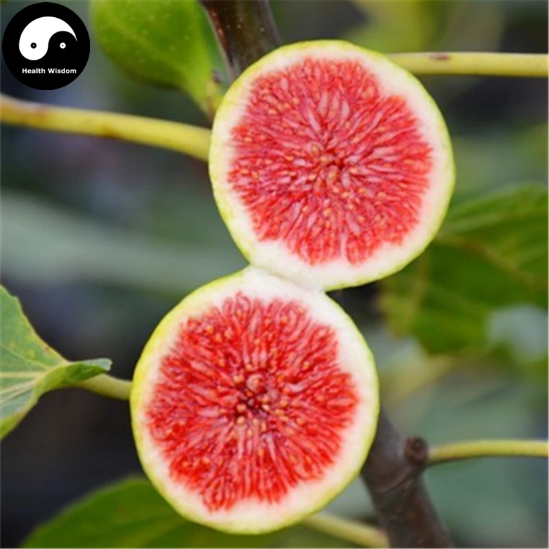 Buy Ficus Carica Fruit Tree Semente 120pcs Plant Fruit Figs For Fruit ...