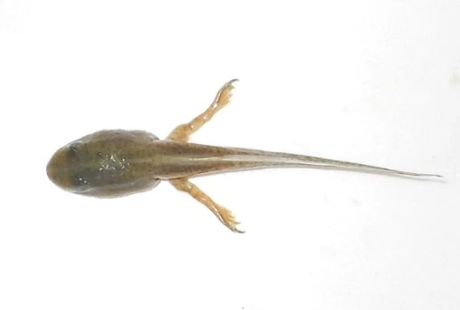 Tadpole With Legs