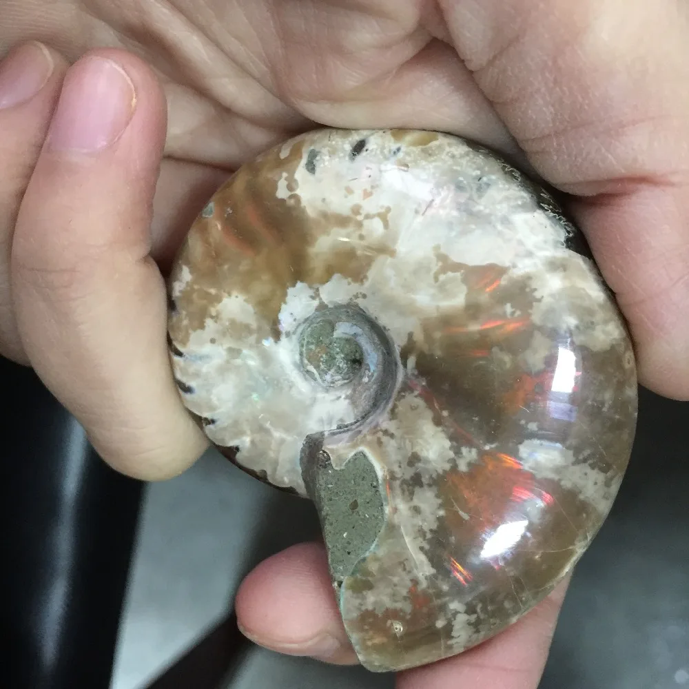 Bg686-- Natural Rough Crystal Ammonite Conch Shell Fossil Specimen ...