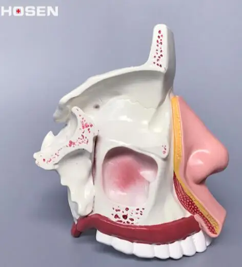 PVC nasen anatomie modell nasenhöhle interne struktur der nase, ohren ...