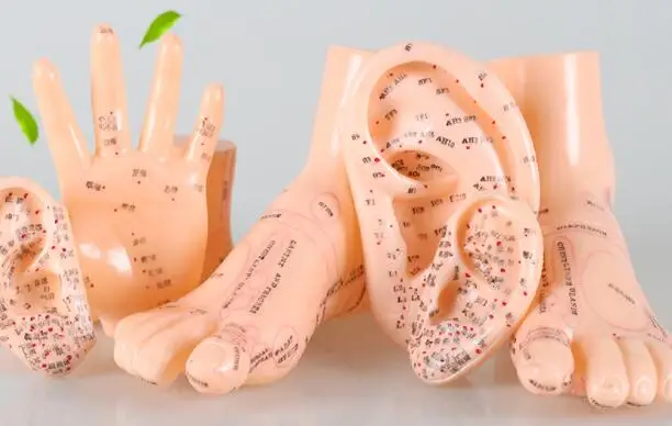 English Human Meridian Acupoint Model Ear/hand/foot Acupuncture Reflex ...