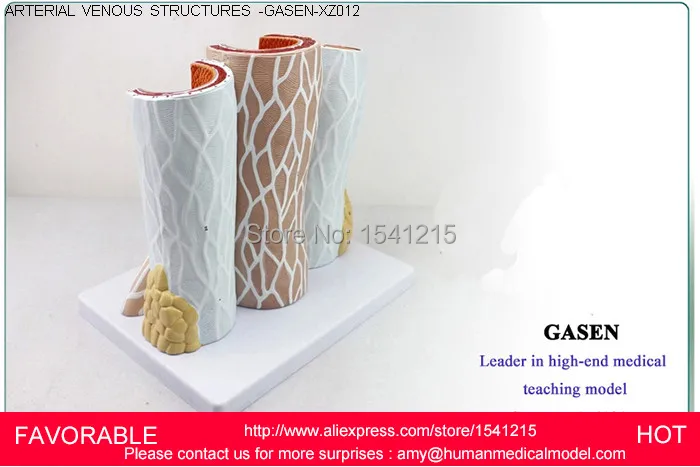 ARTERIOVENOUS MODEL,ARTERY VEIN MODEL,VASCULAR ANATOMY MODEL,BLOOD ...