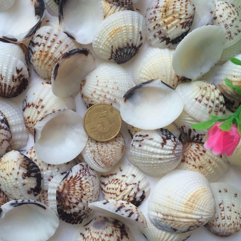Aliexpress.com : Buy Natural shell small clam sallei derlook yangtz ...